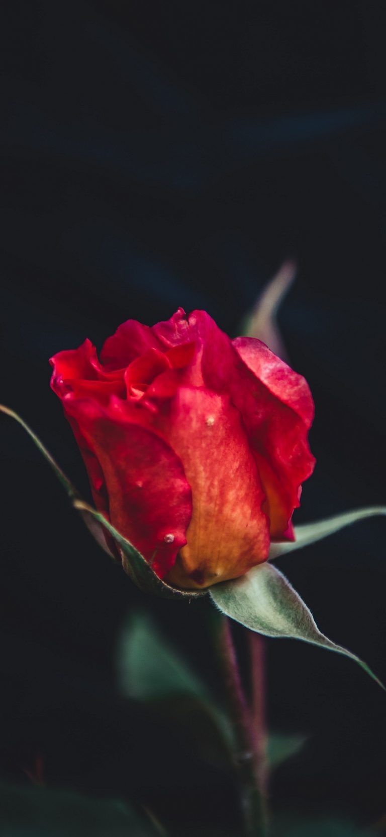 iPhone Rose Wallpaper - 192